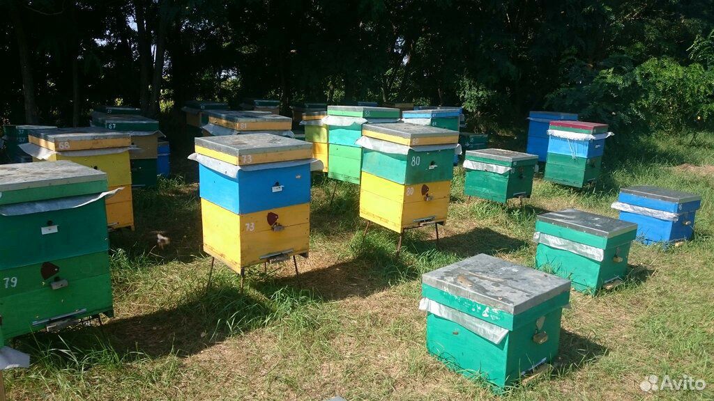 Продам пчелосемьи с домами