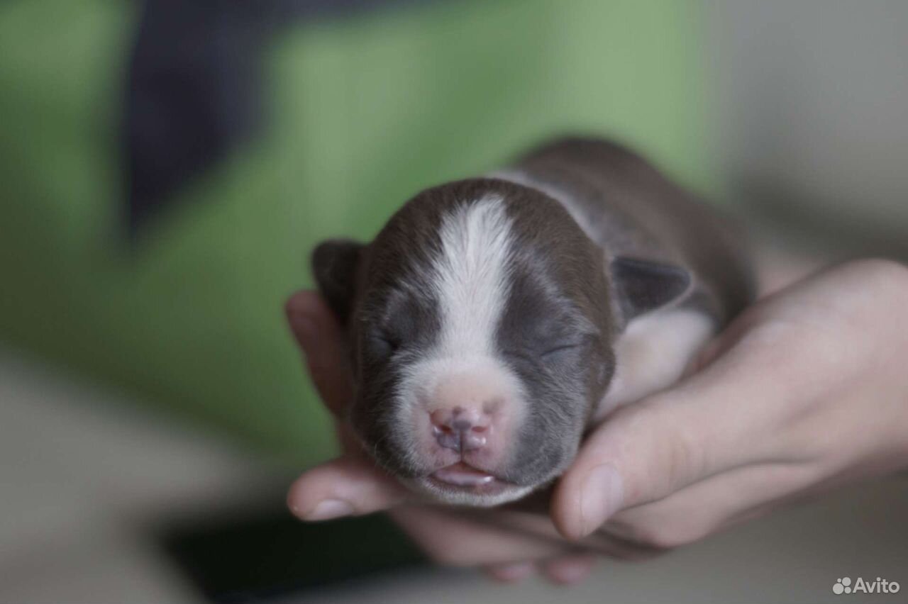 Голубые с белым щенки (питомник)