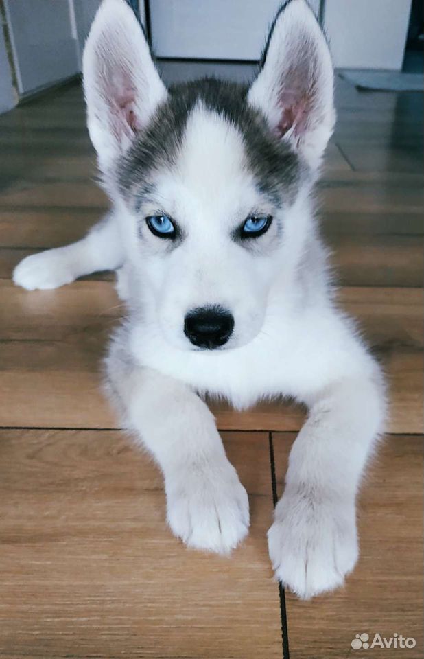 Сибирский хаски