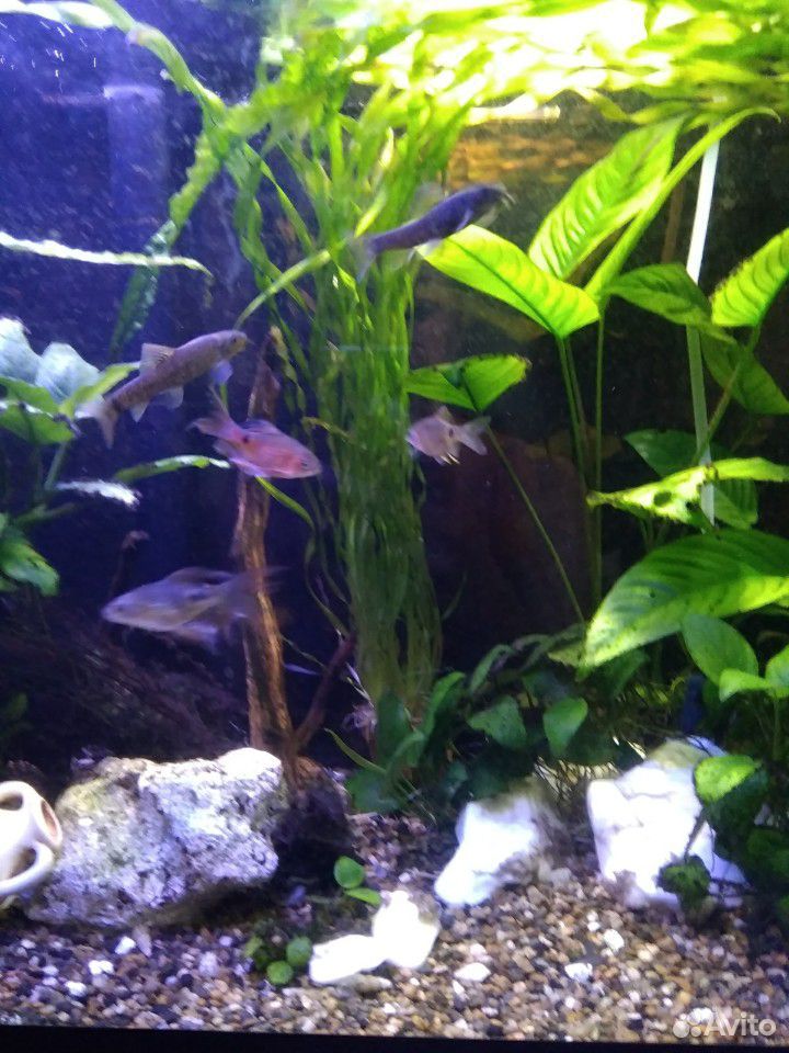 Растения из аквариума