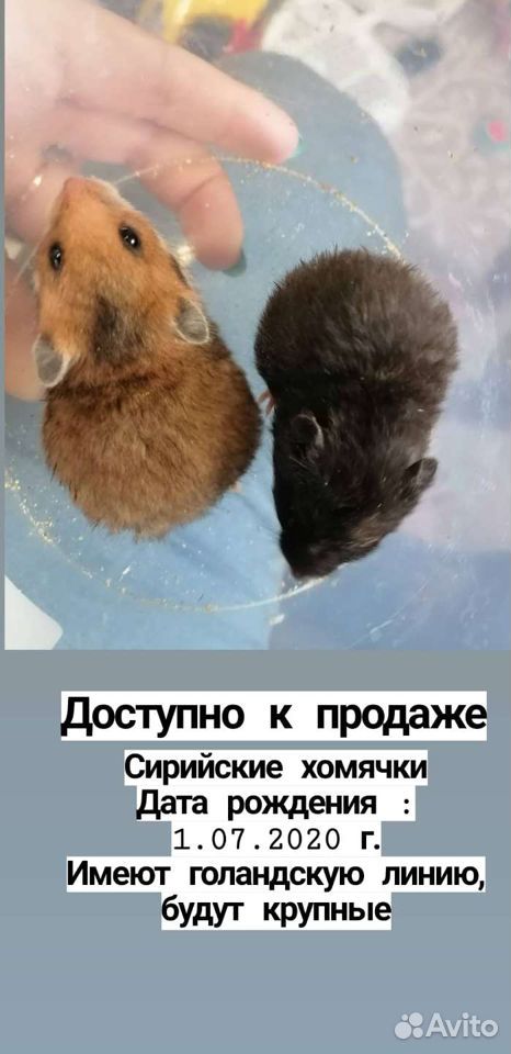 Сирийские хомячки