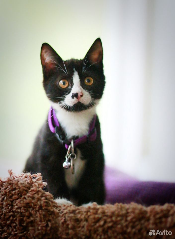 Черно-белый котенок Симферополь