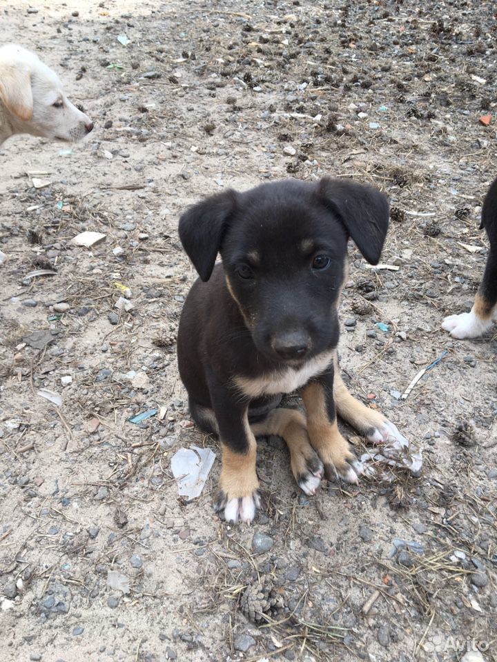 Девочка, 1,5 мес. В квартиру или дом