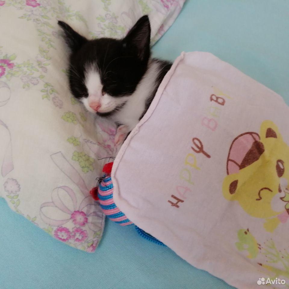 Лапочка-котик