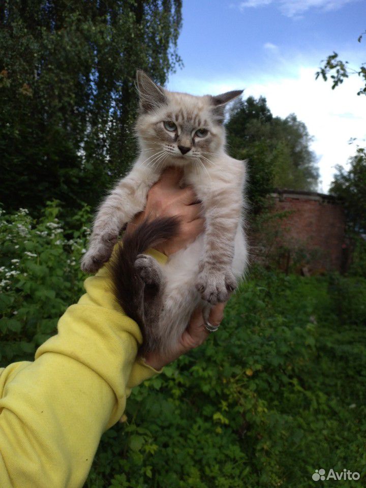 Котенок Бантик в дар