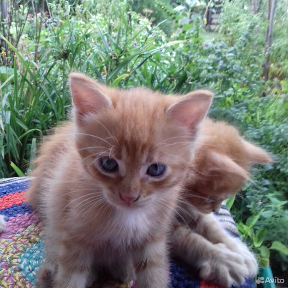 Котята обычные домашние