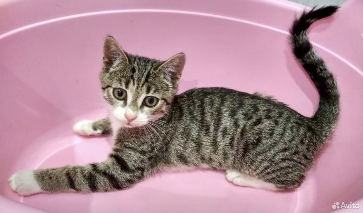 Весёлый котёнок Кузенька 3,5 месяца в добрые руки