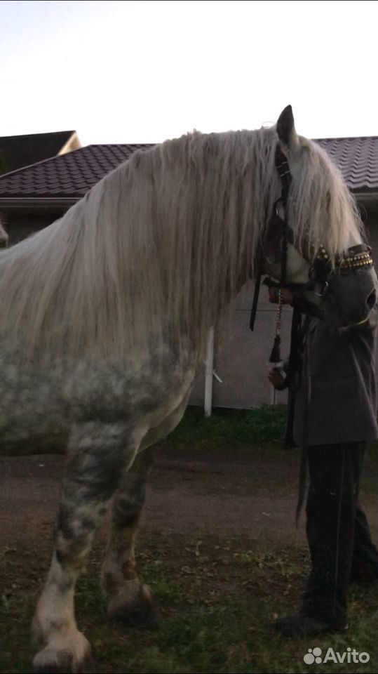 Лошадь першерон