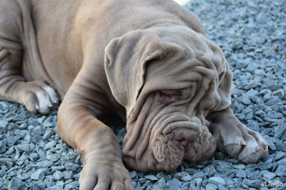 Мастино кобель