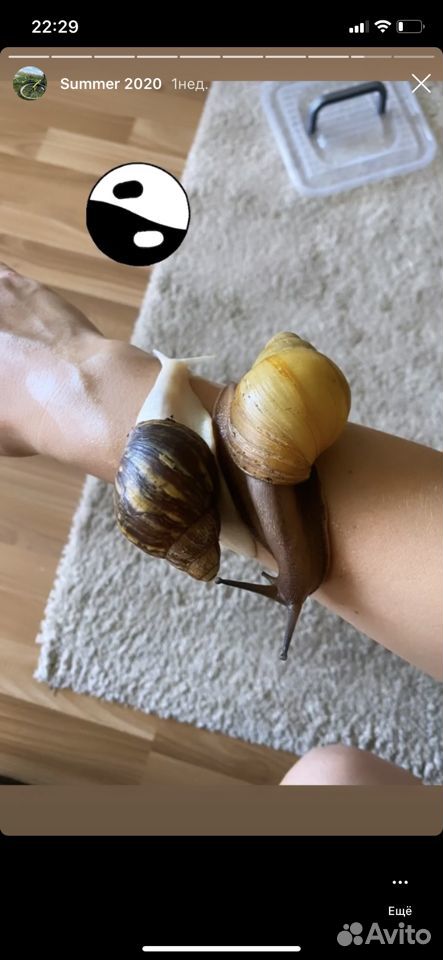 Домашнее животное. Африканские улитки