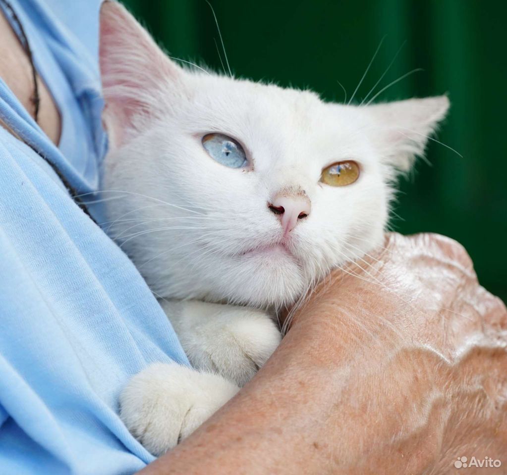 Молодая кошечка Жасмин и её брат ищут новую семью