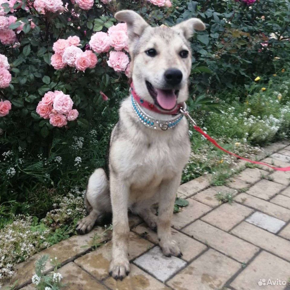 Стерилизованная девочка-щенок, 6 месяцев, ищет люб