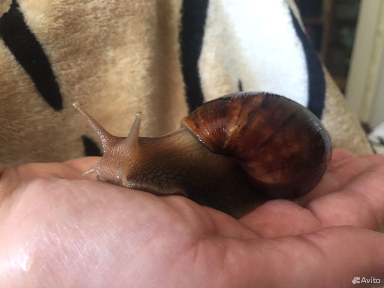 Африканская улитка