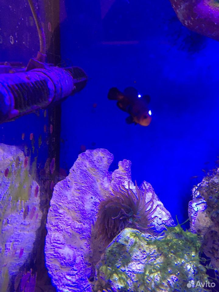 Клоун осцелярис домино