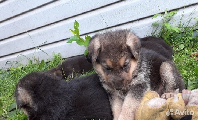 Щенки