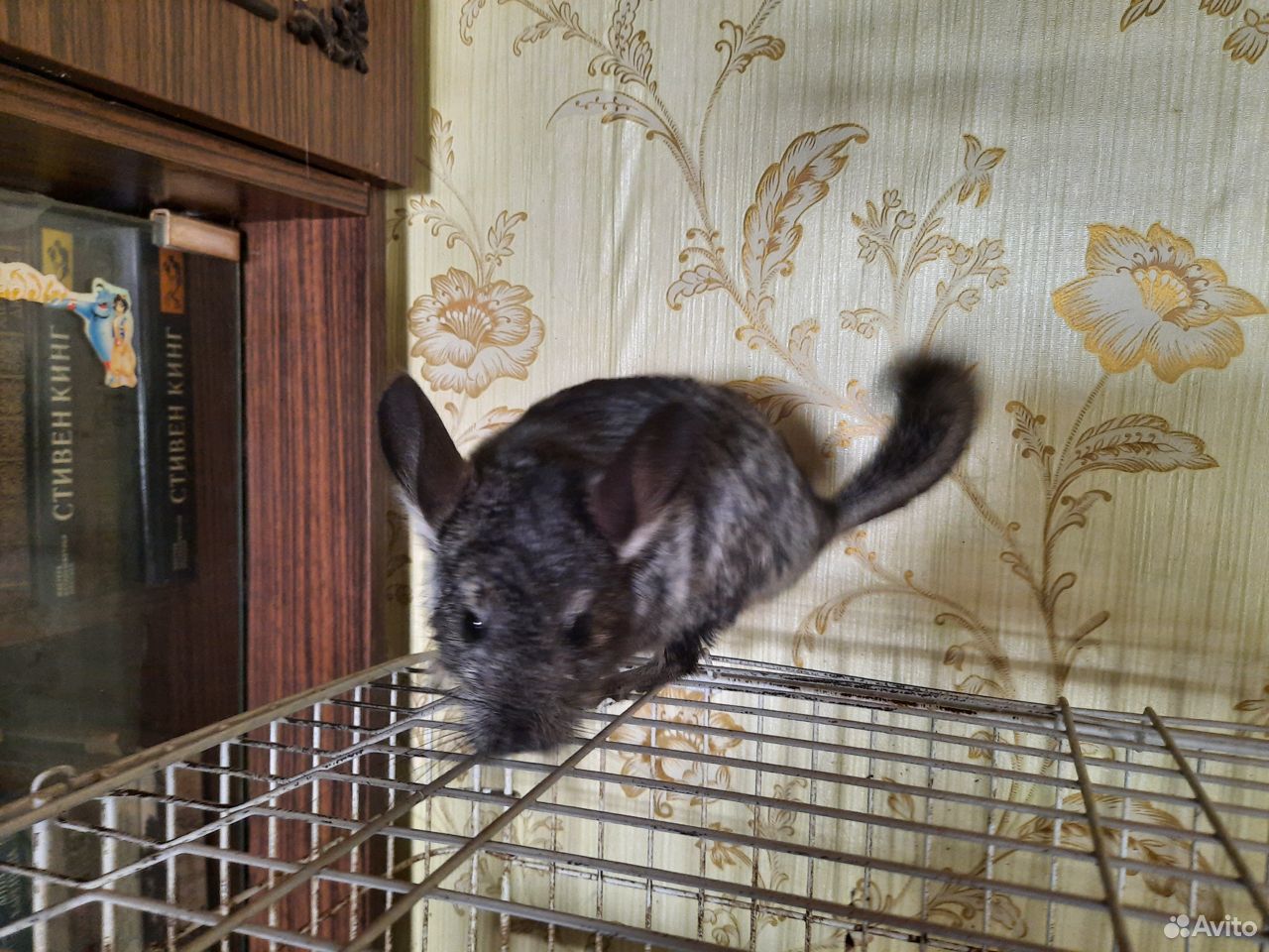 Шиншилла