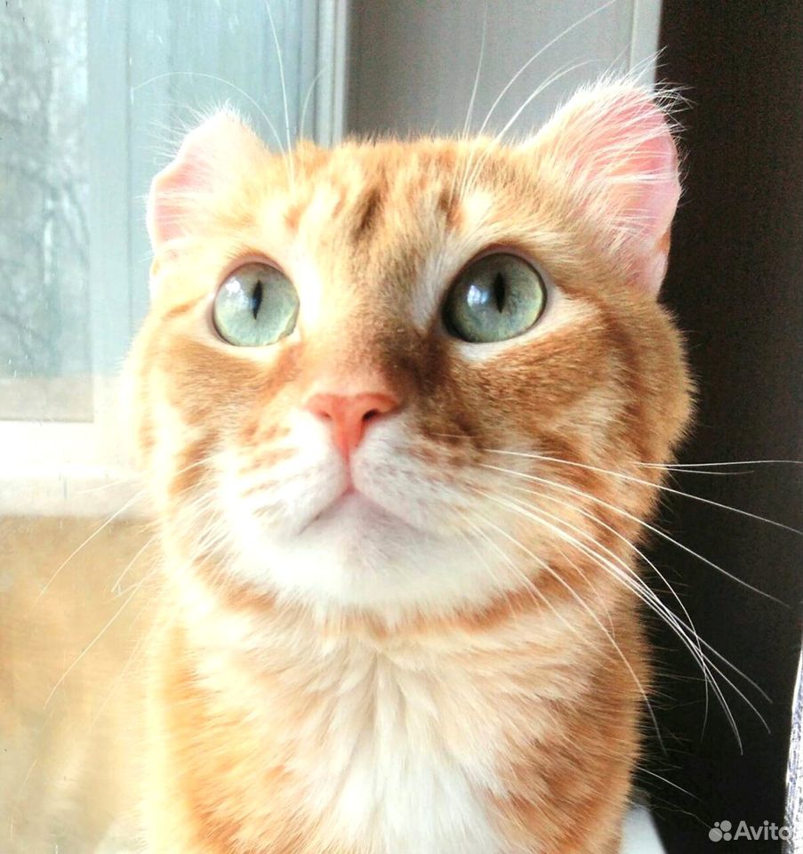 Рыжий котик был избит