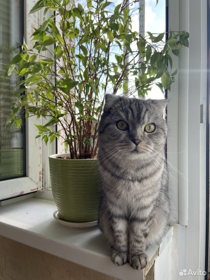 Шотландская вислоухая вязка