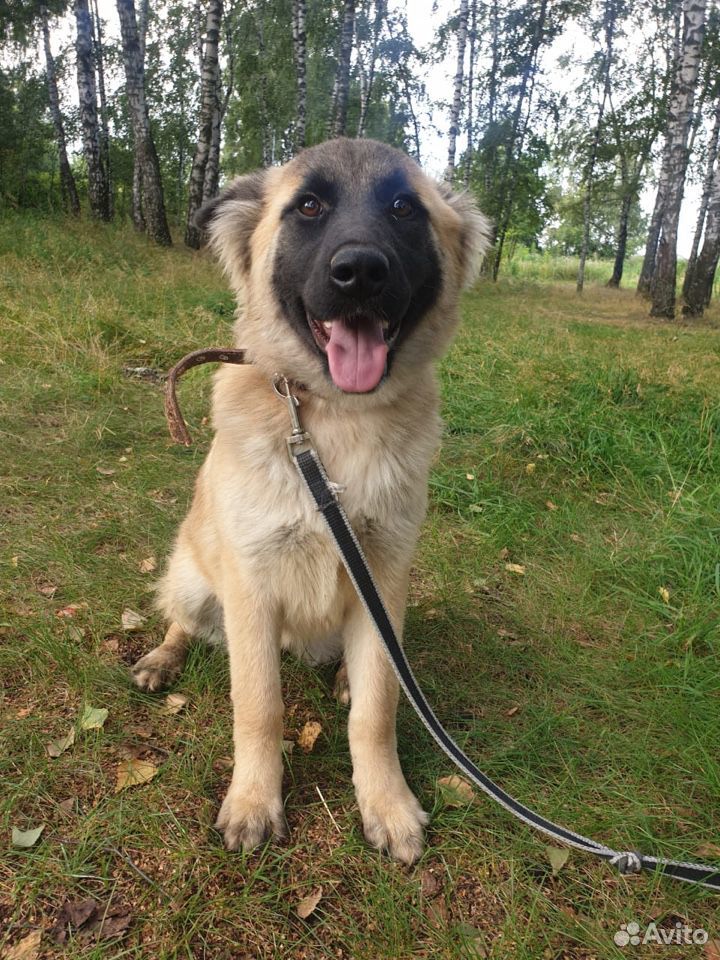 Отдам в хорошие руки, щенок Фиби