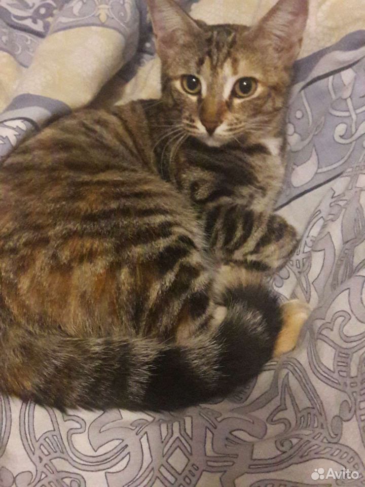 Кошка