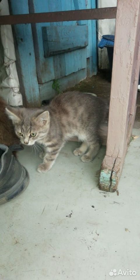 Котята и кошка