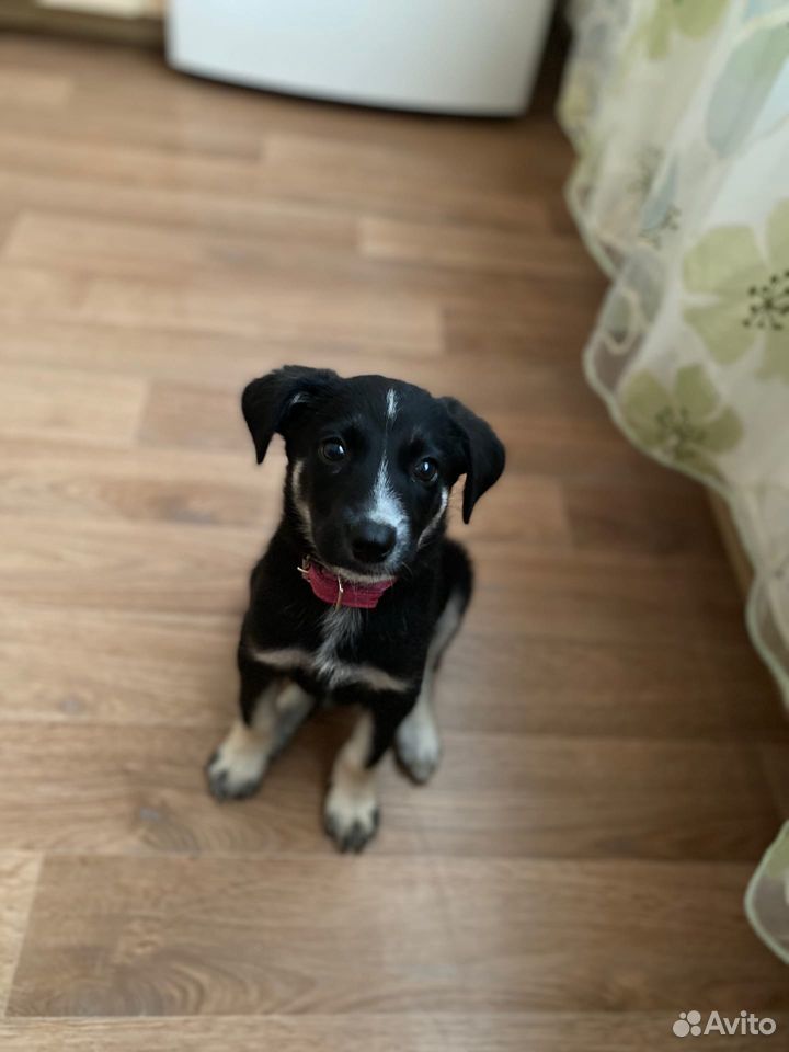 Отдадим щеночка 3 месяца
