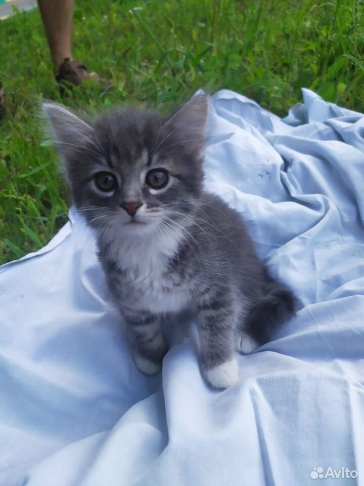 Хорошенький котёночек дар
