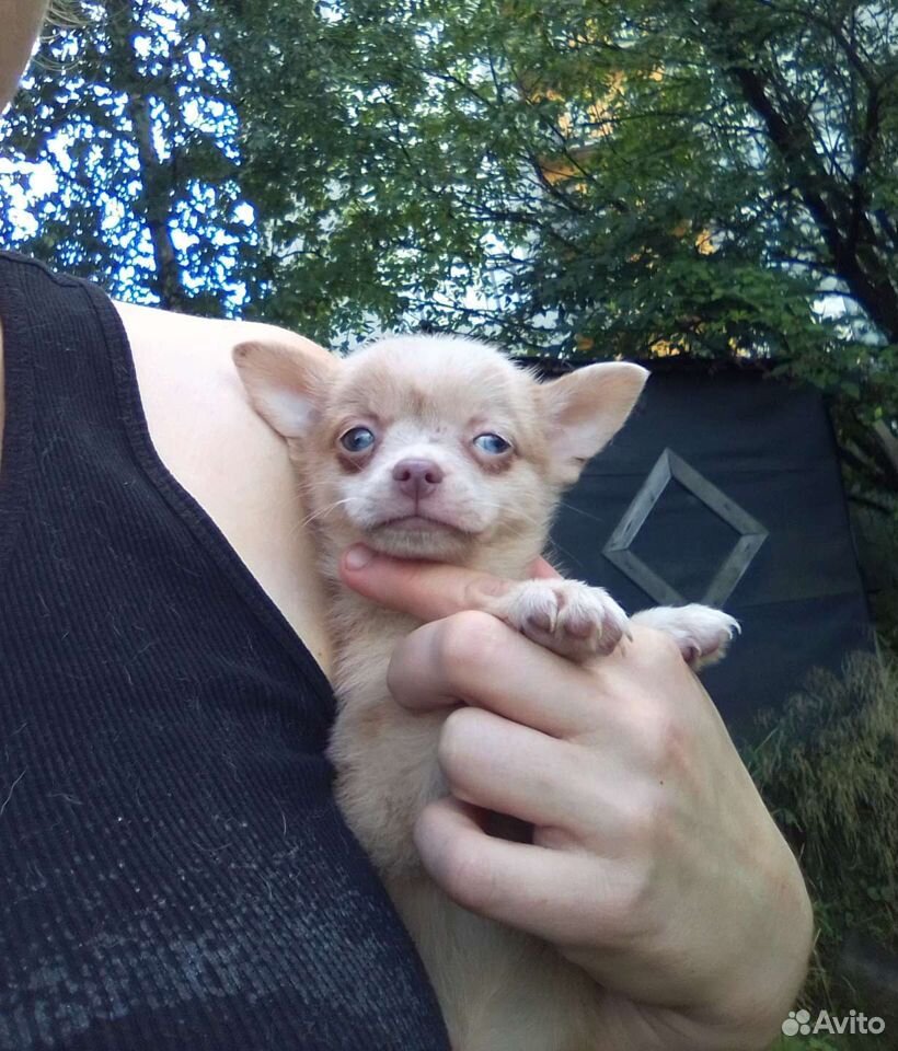 Чихуахуа Девочка Шоколадно-лиловый мрамор