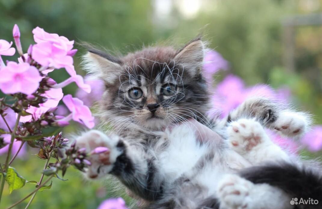 Котёнок ищет дом