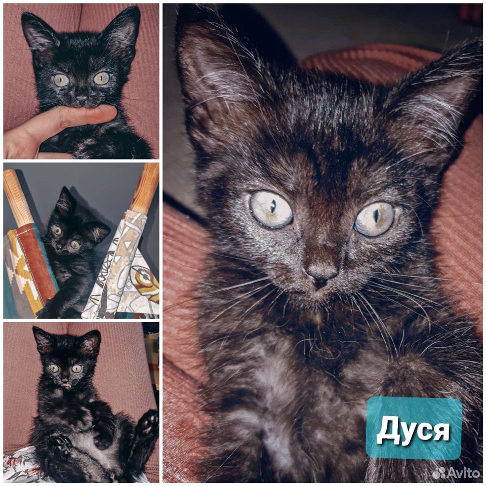 Котята