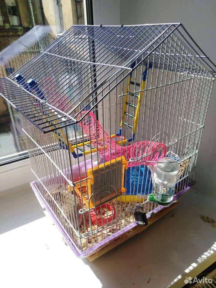 Продаю хомяков с коеткой