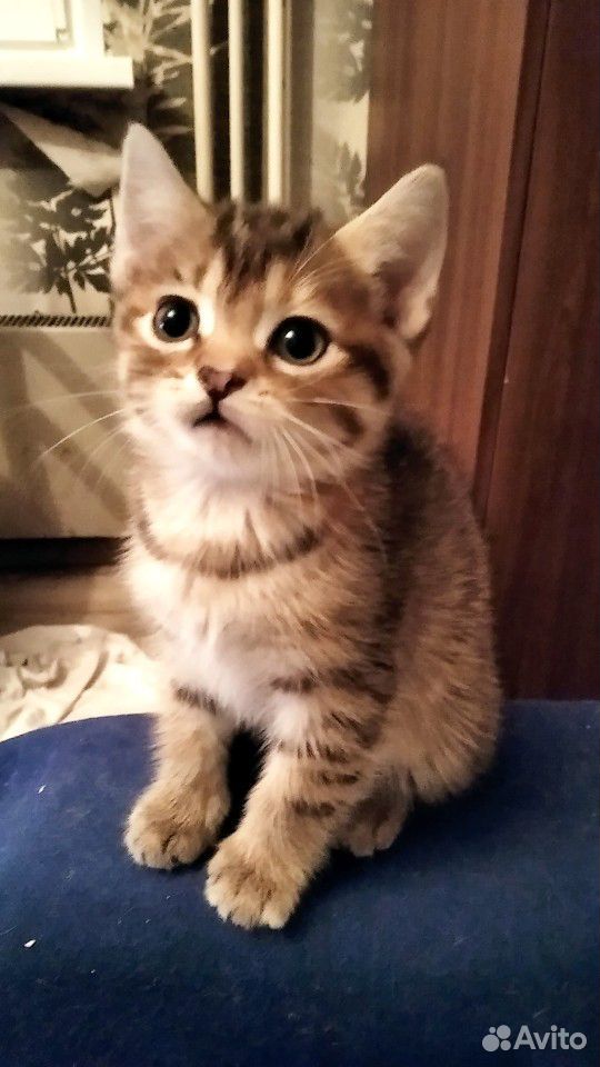 Девочка милашка 1,5 месяца