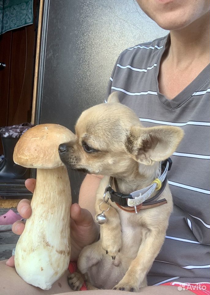 Чихуахуа потерялась в Сестрорецке