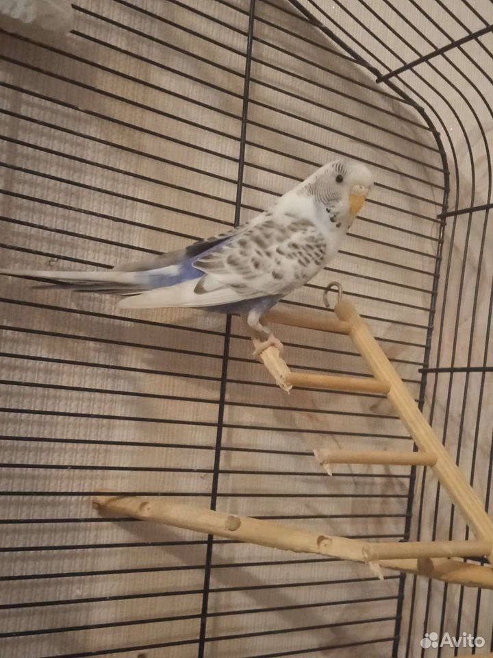 Волнистый попугай