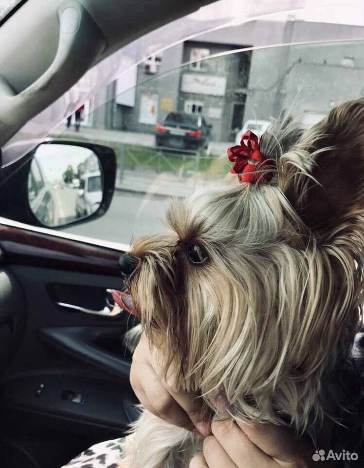 Собака Йорк