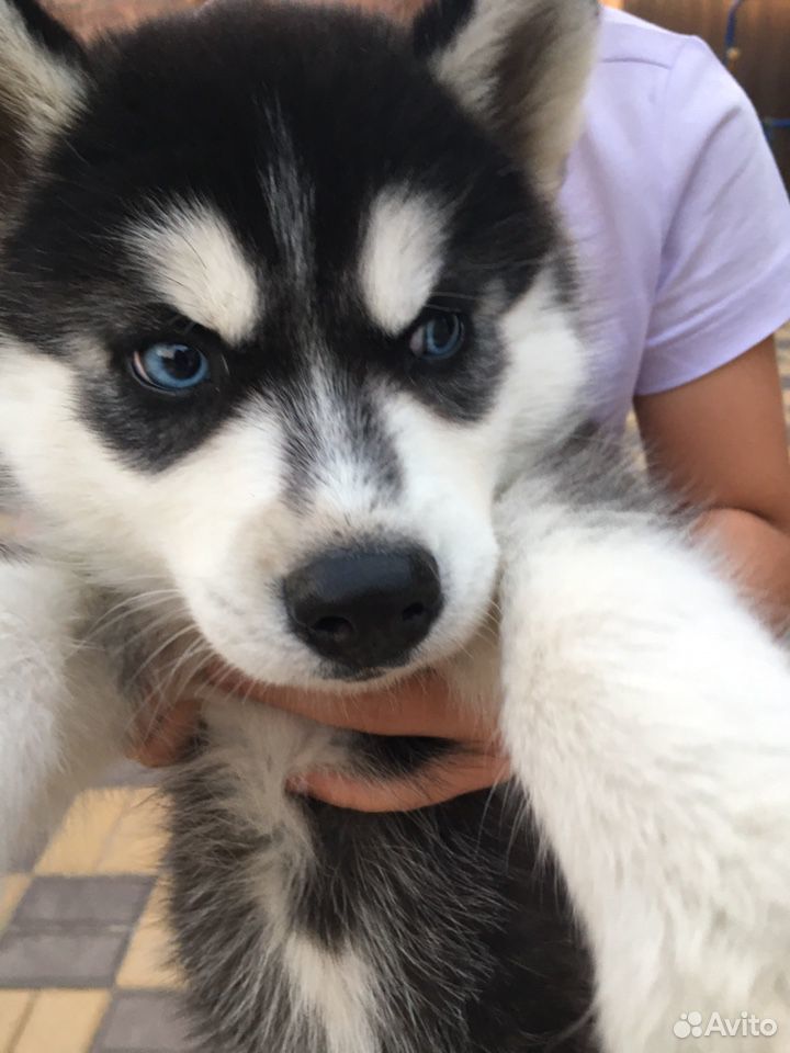 Сибирский хаски