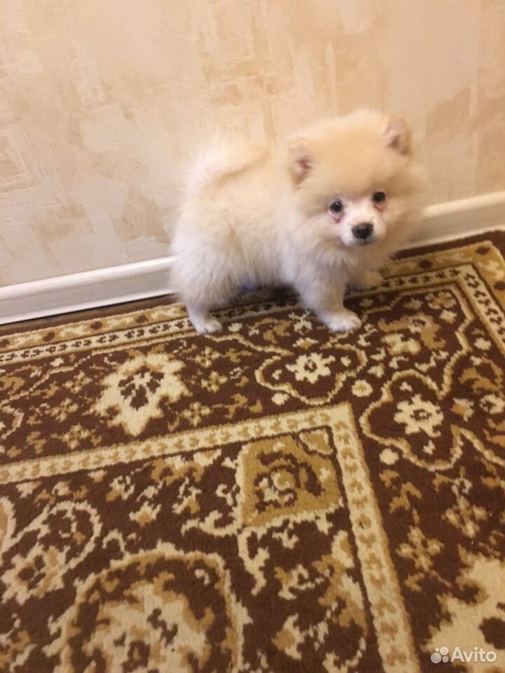 Сам звоните по телефону Арман