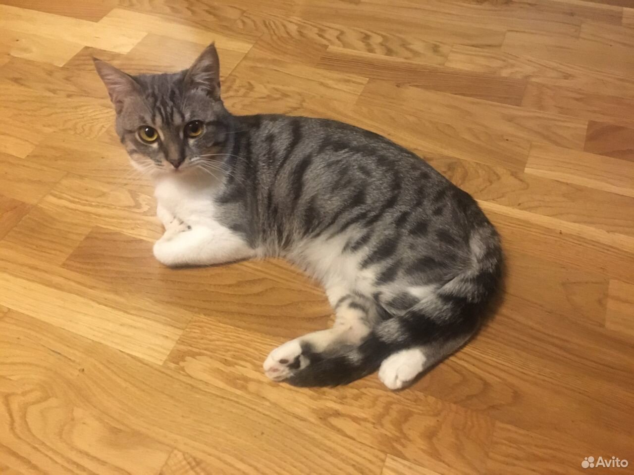 Кот для вязки