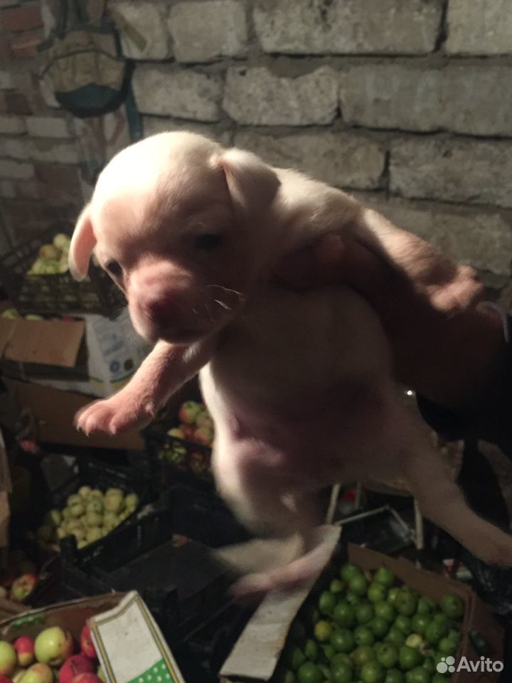 Девочка чихуахуа