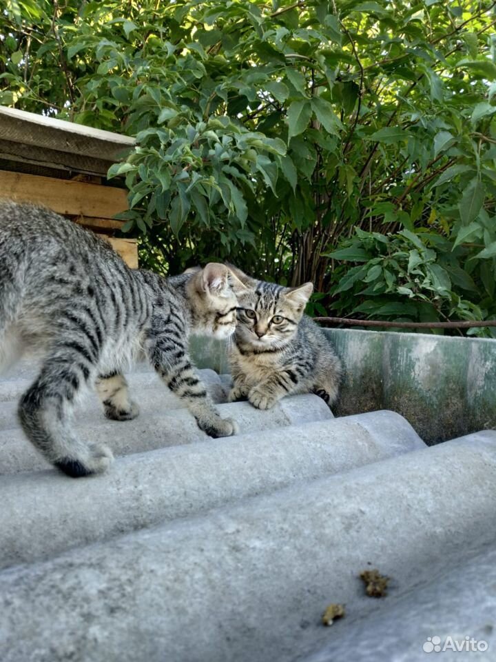 Полосатики