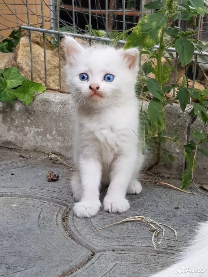 Чумазик ищет дом)