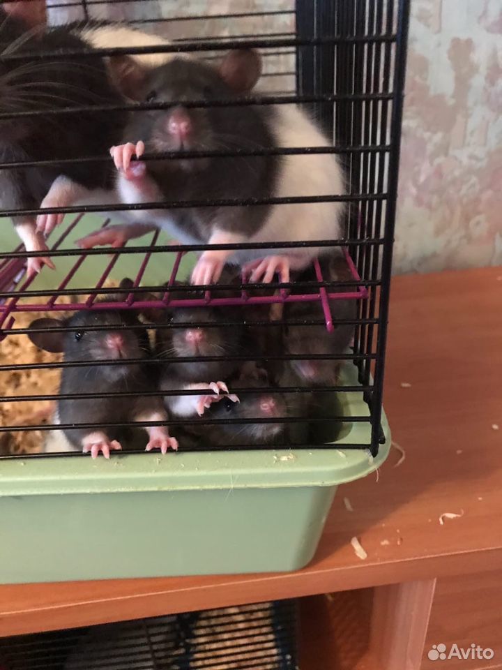 Крыса дамбо