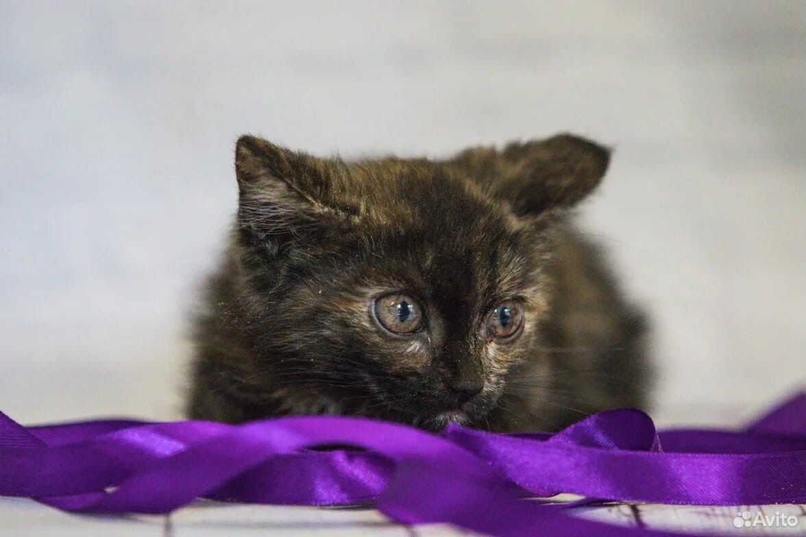 Соня в добрые руки