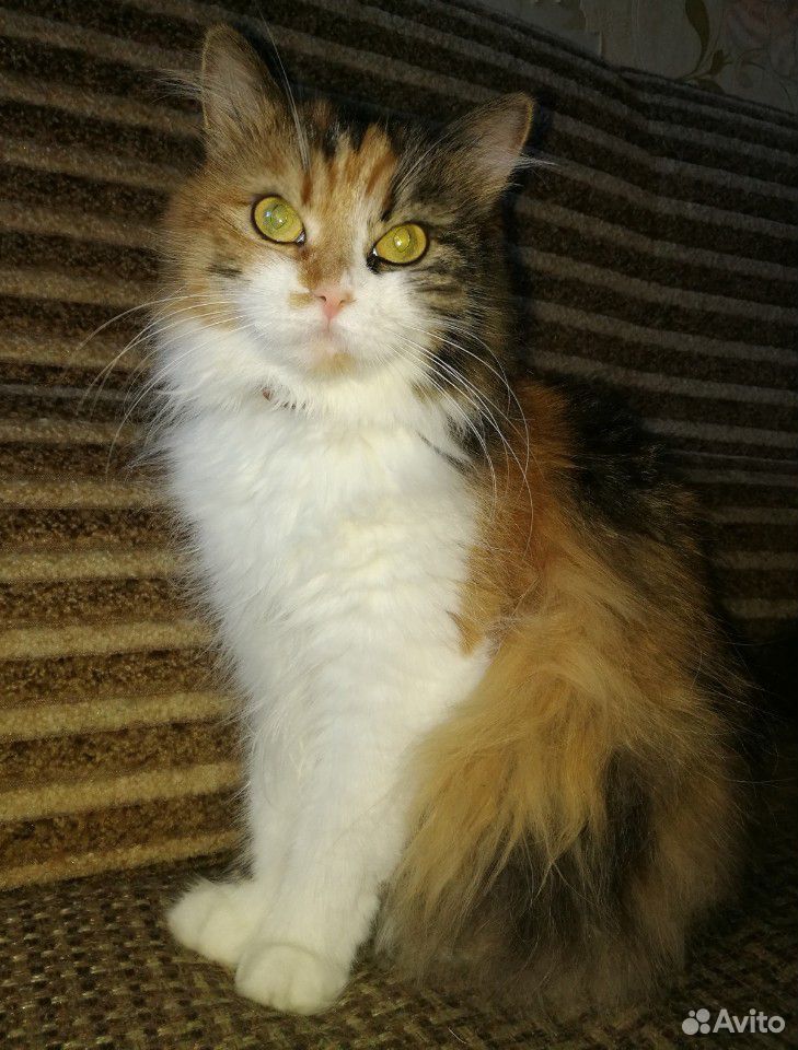 Кошка ищет кота для вязки