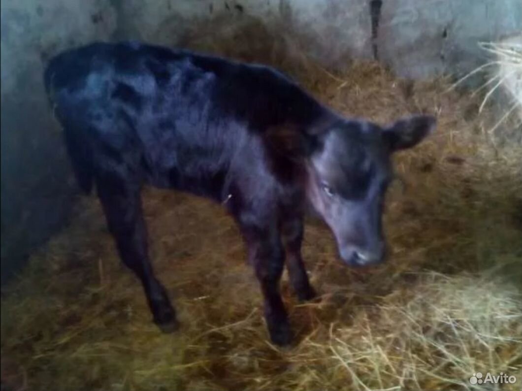 Месячная телочка