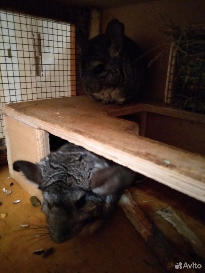 Шиншиллы (только парой)