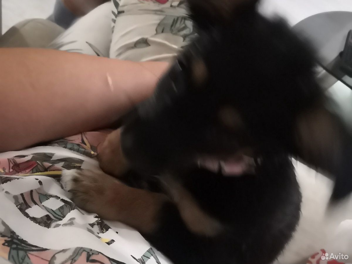 Отдам в добрые руки