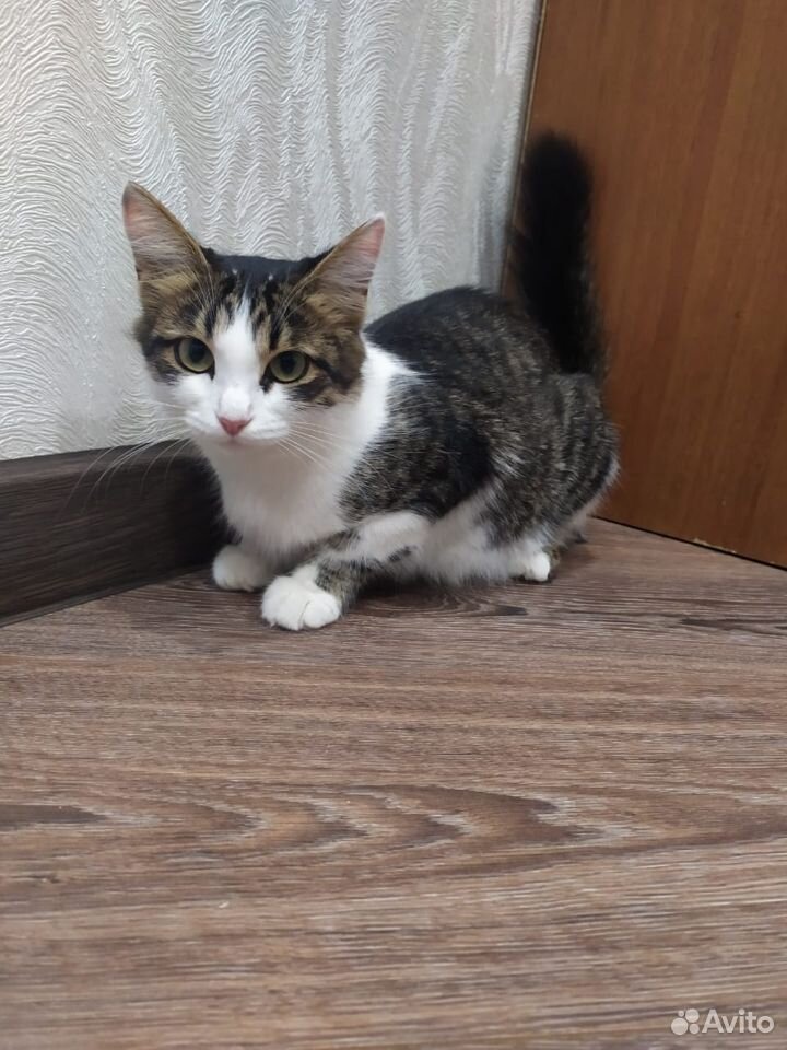 Отдадим котят в хорошие руки