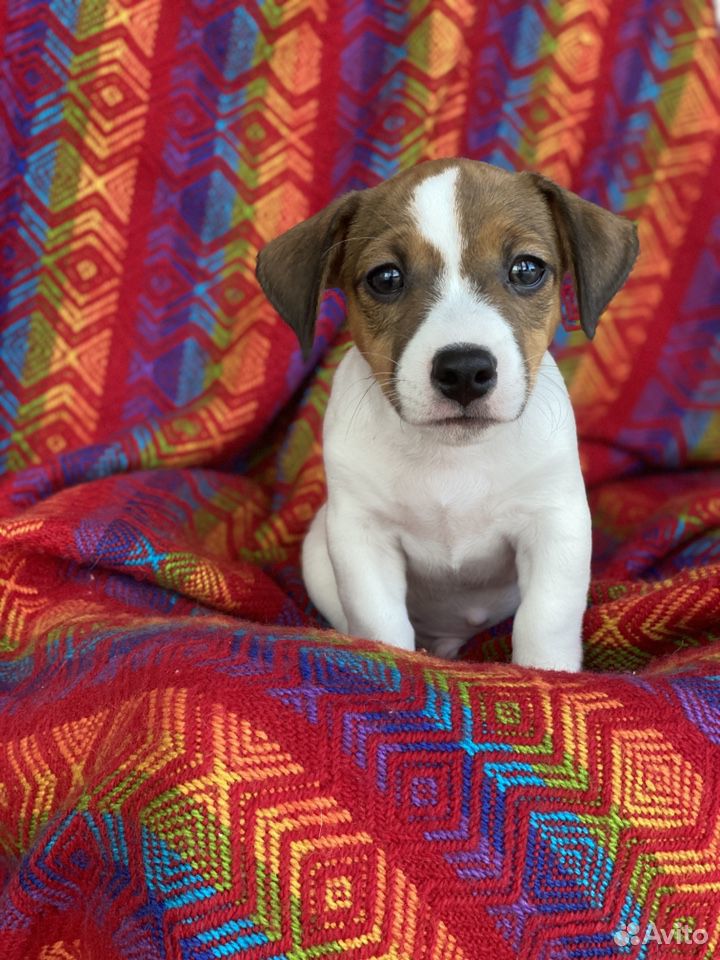 Щенок Джек Рассел
