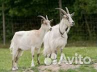 Козлы на мясо